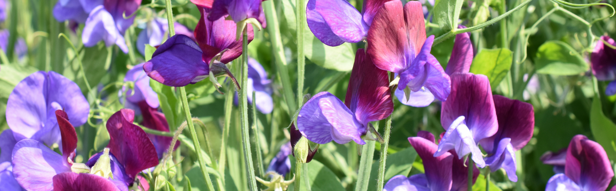 The Art of Growing Sweet Peas: A Complete Growing Guide – Almondsbury ...