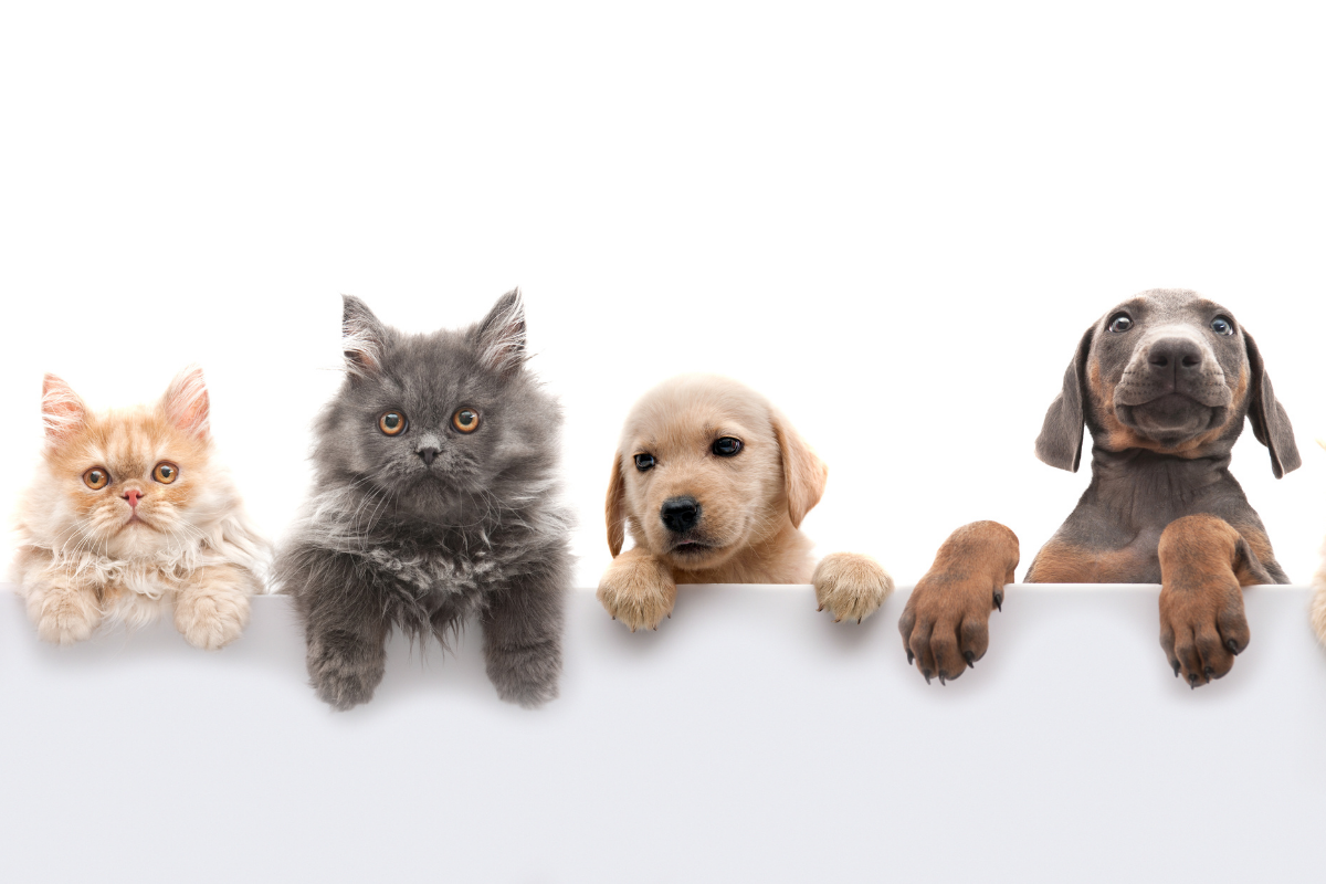 Animals – Almondsbury Garden Centre