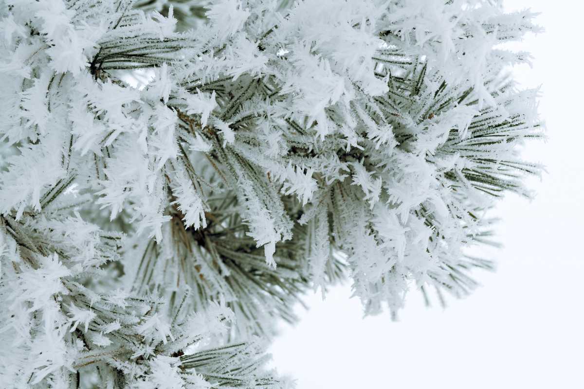 Snowy Christmas Trees – Almondsbury Garden Centre