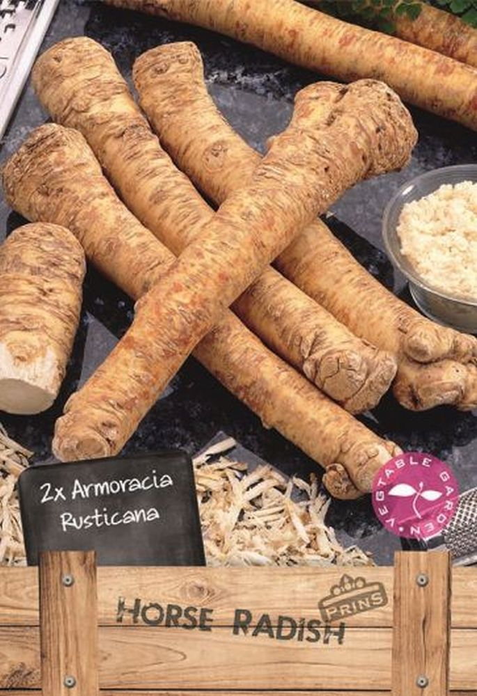 Horse Radish 2 Per Pack – Almondsbury Garden Centre
