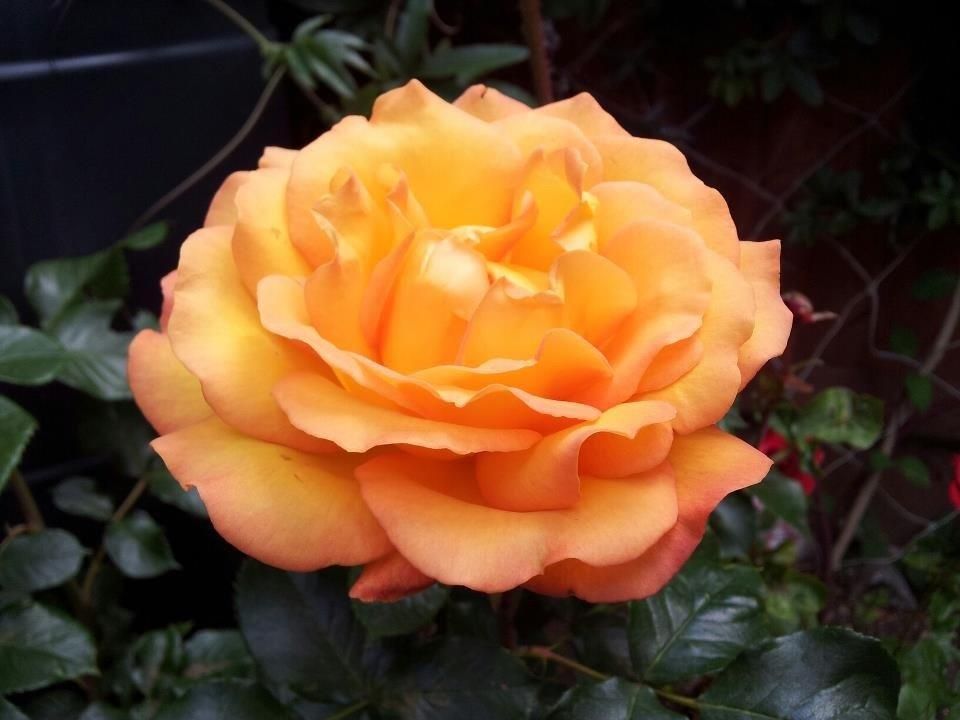 Precious Amber Orange/Amber – Almondsbury Garden Centre