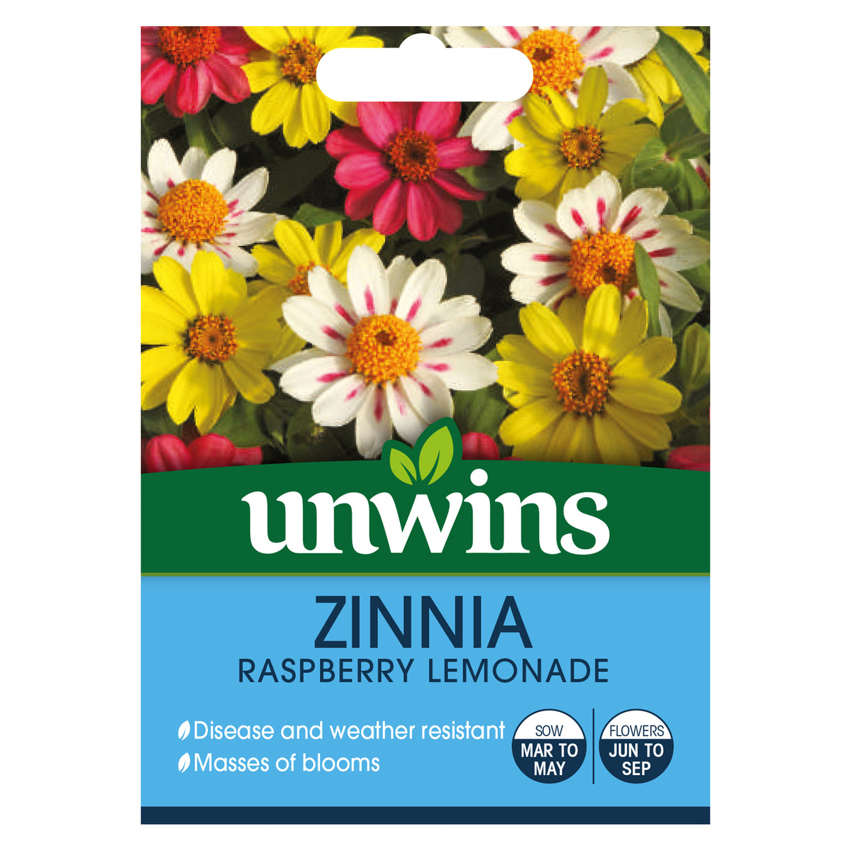 Zinnia Raspberry Lemonade – Almondsbury Garden Centre